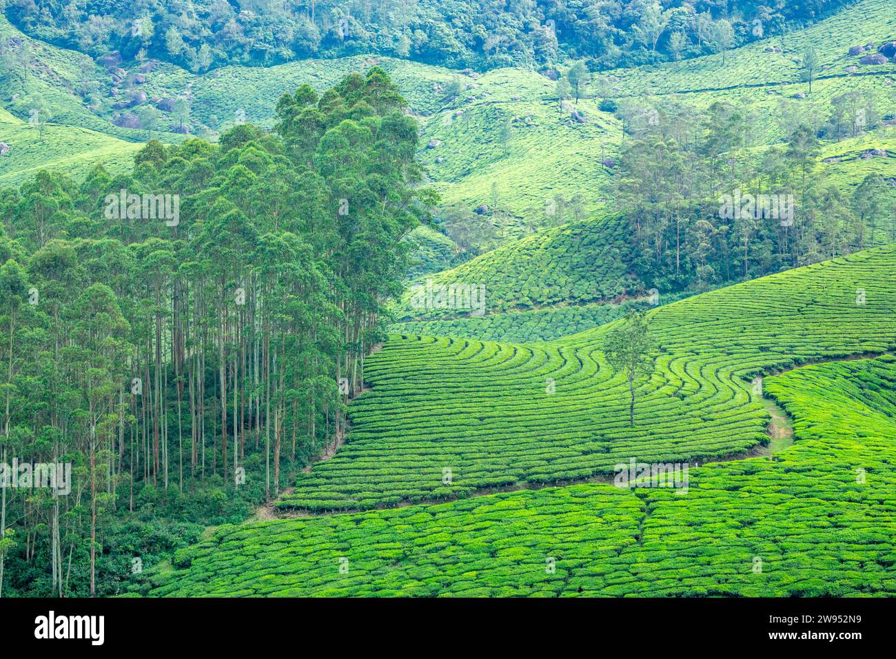 Forest and green fields of tea garden plantations on the hills ...