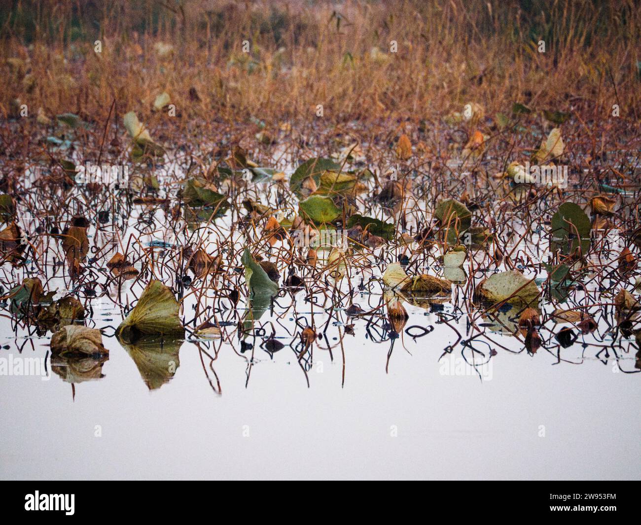 from a tangle of marshes, streams and reed beds in Le Grazie, Mantua ...