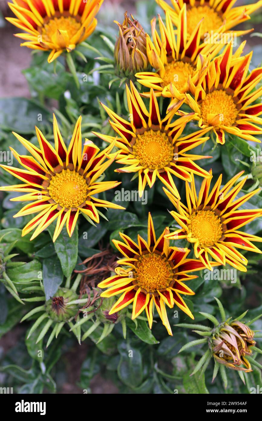 Red and yellow treasure flowers, Gazania unknown species, in close up ...