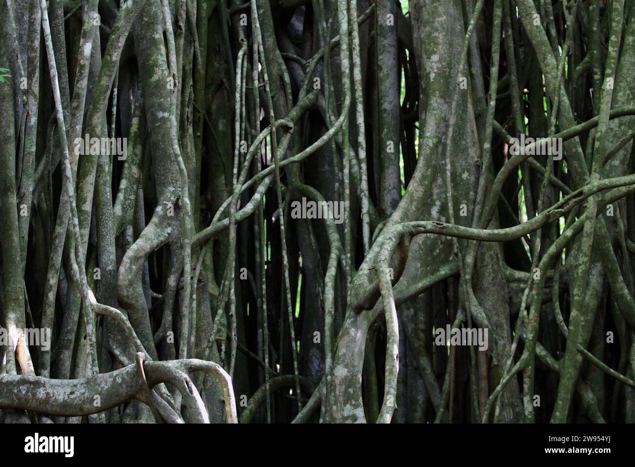 Kiara tree hi-res stock photography and images - Alamy