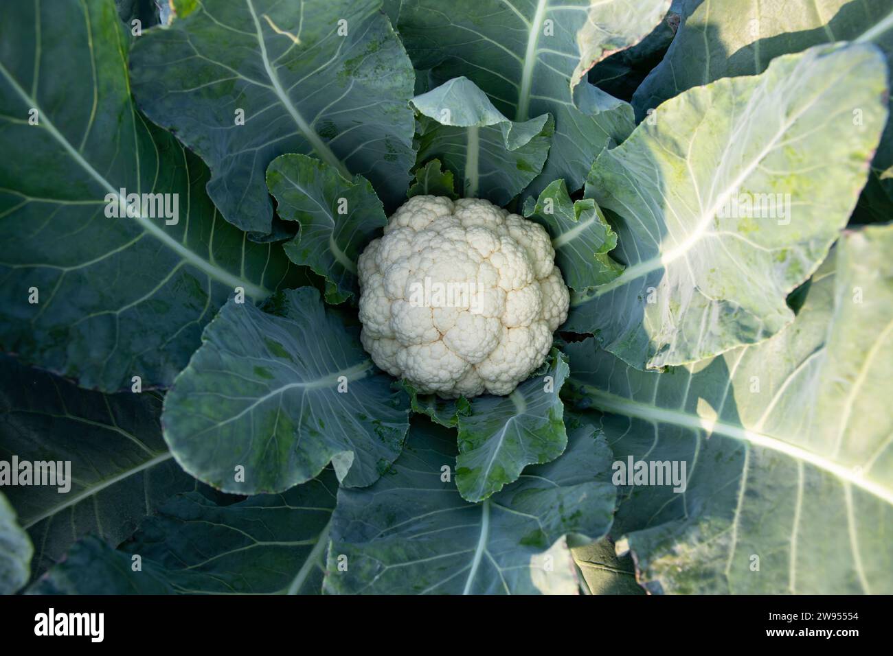 Fresh organic raw Cauliflower top view with green leaves in the garden ...