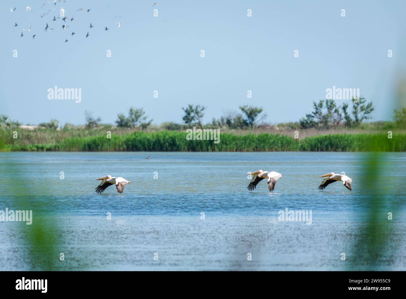 Three pelicans flying low over the water surface of a lake in single ...