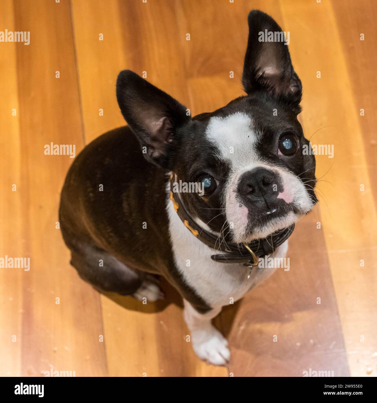 Cute Boston Terrier smiling up at camera Stock Photo - Alamy