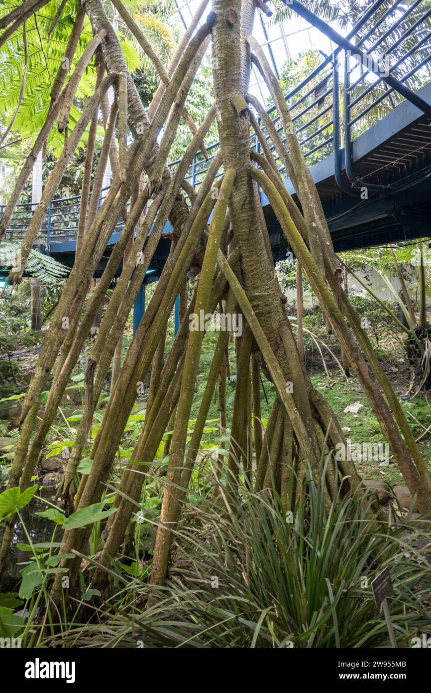 Rainforest roots in Bicentennial Conservatory, Adelaide Botanic Garden ...