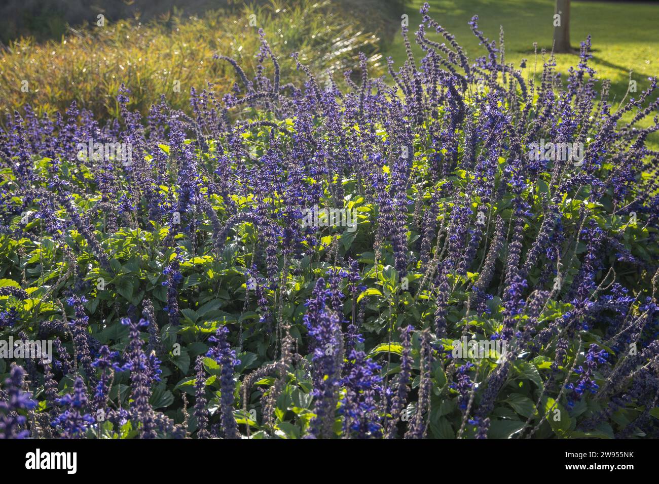 Purple flowers Adelaide Botanic Garden, Australia Stock Photo - Alamy