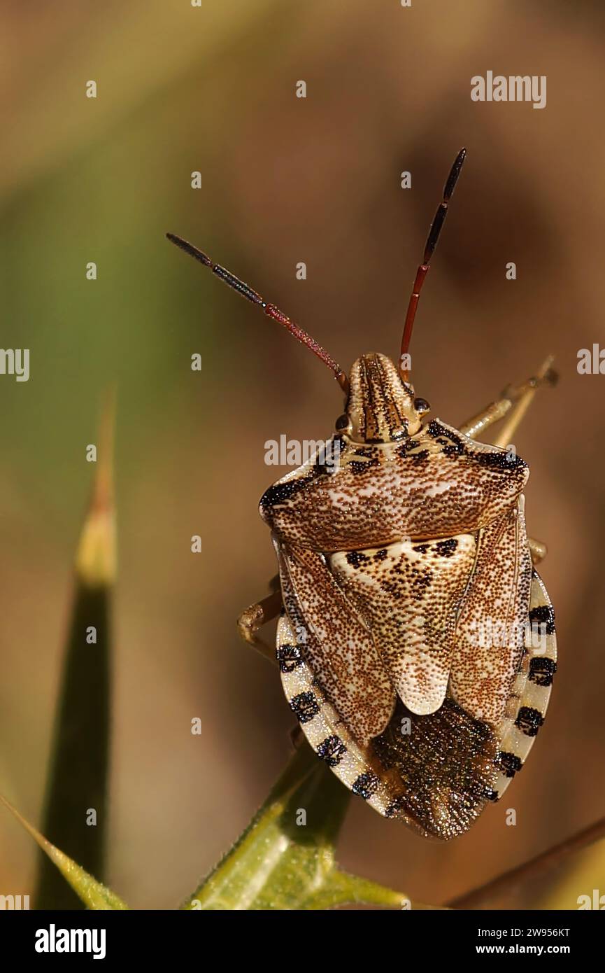 Natural vertical closeup on a brown Mediterranean Pentatomid shield bug Codophila varia, sitting ...