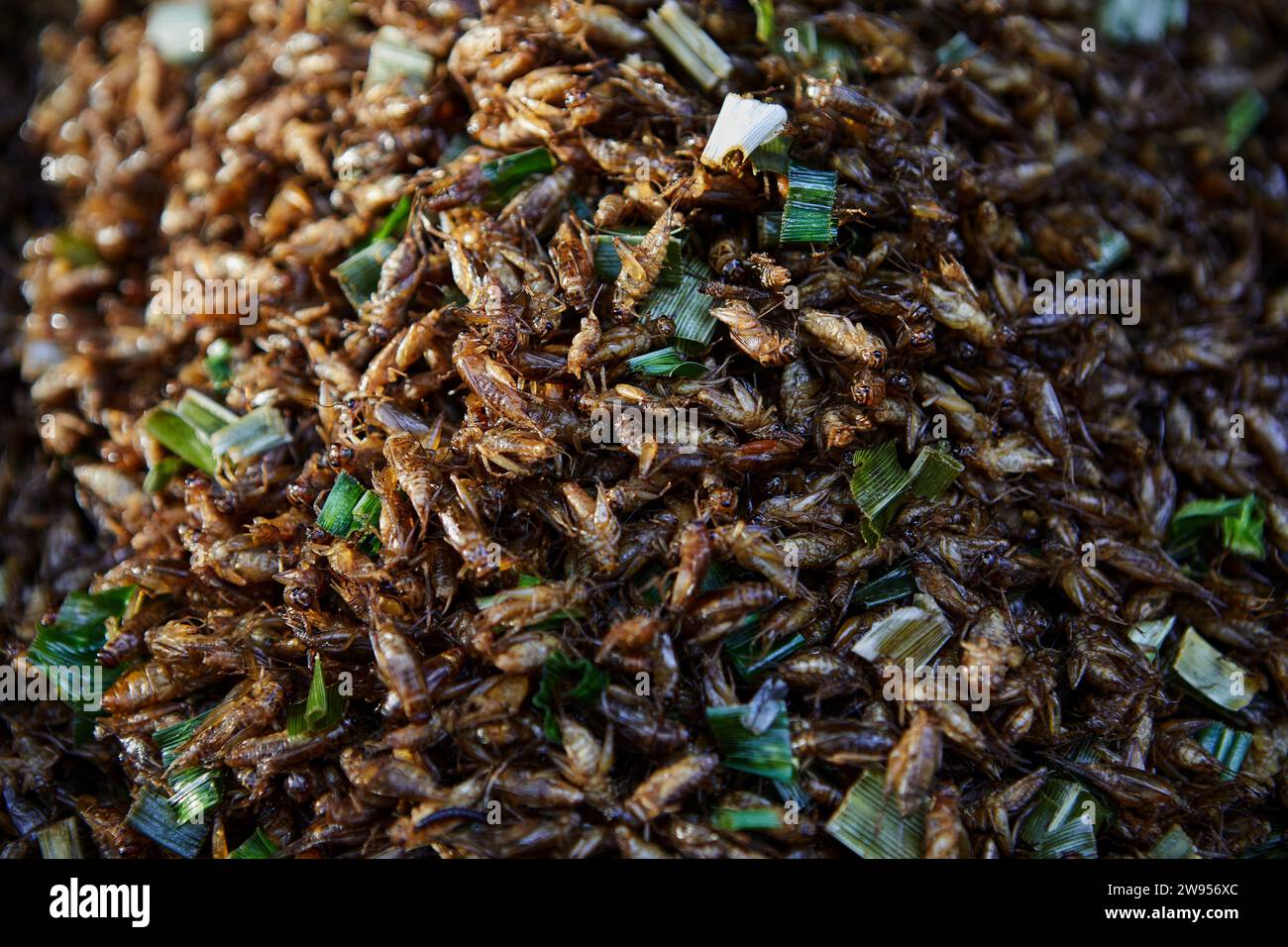 Deep fried crickets at street market Stock Photo - Alamy