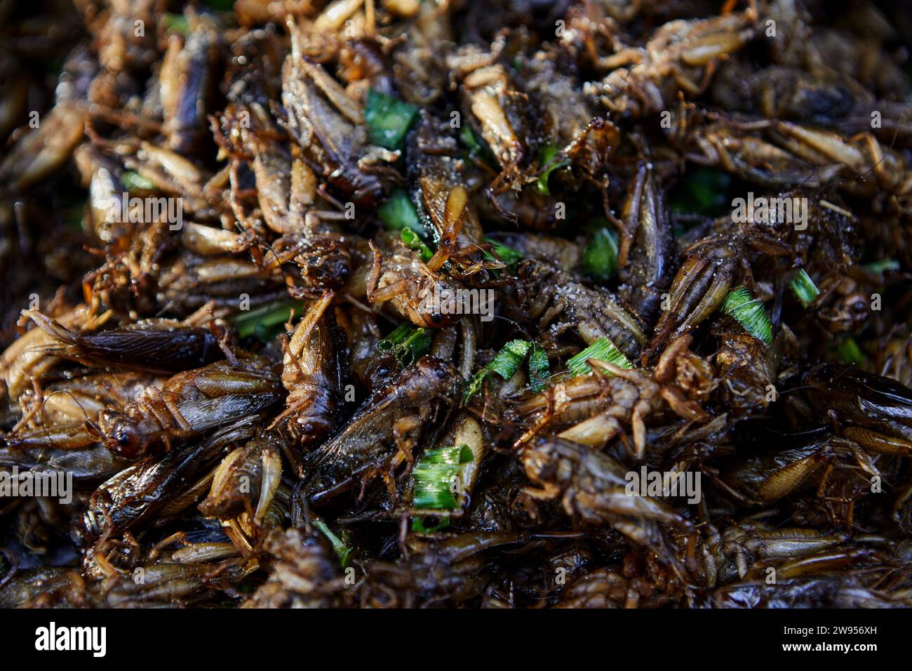 Deep fried crickets at street market Stock Photo - Alamy