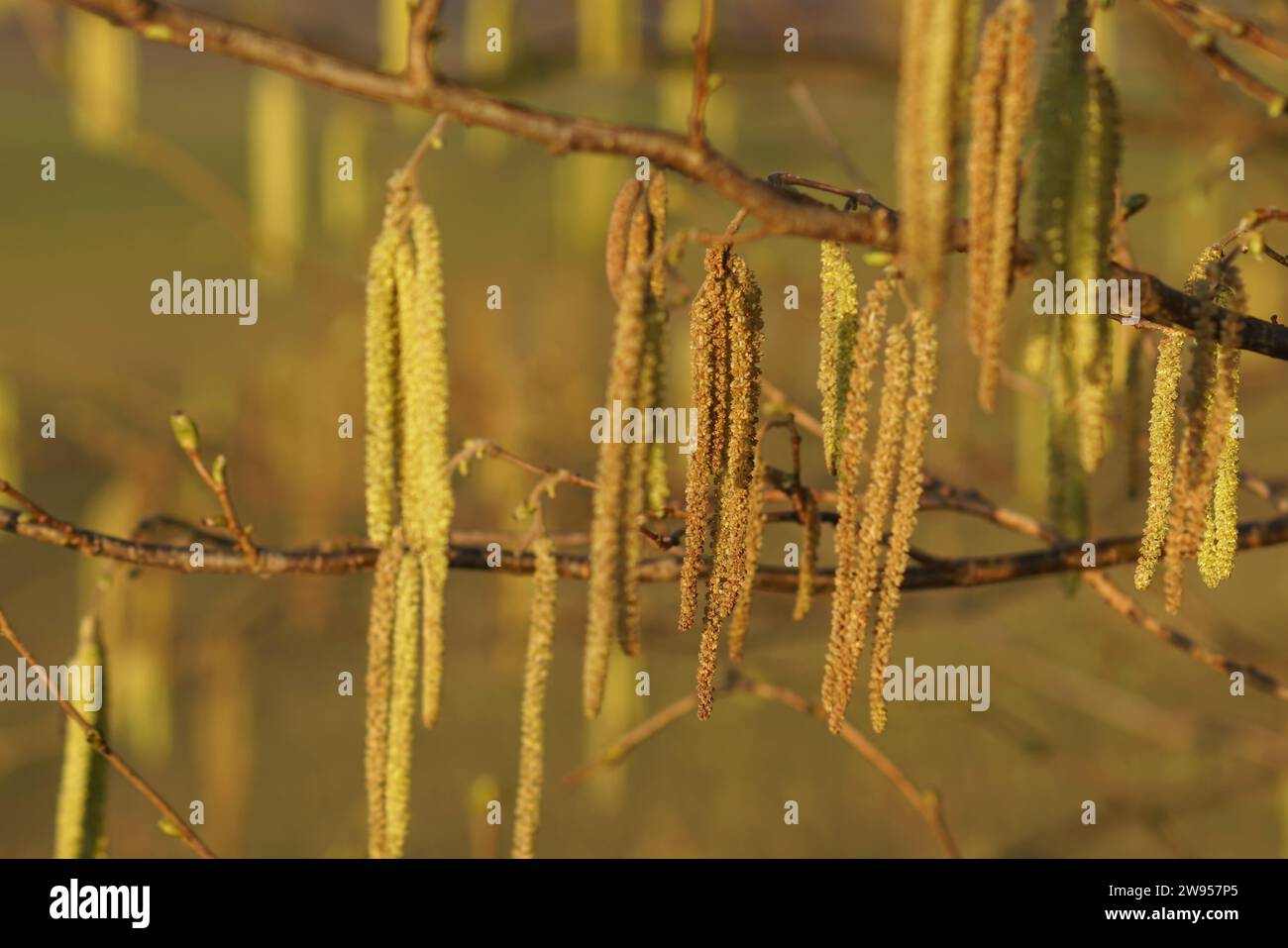 Natural seasonal closeup on an aggregation of common alder shrub, Anlus ...