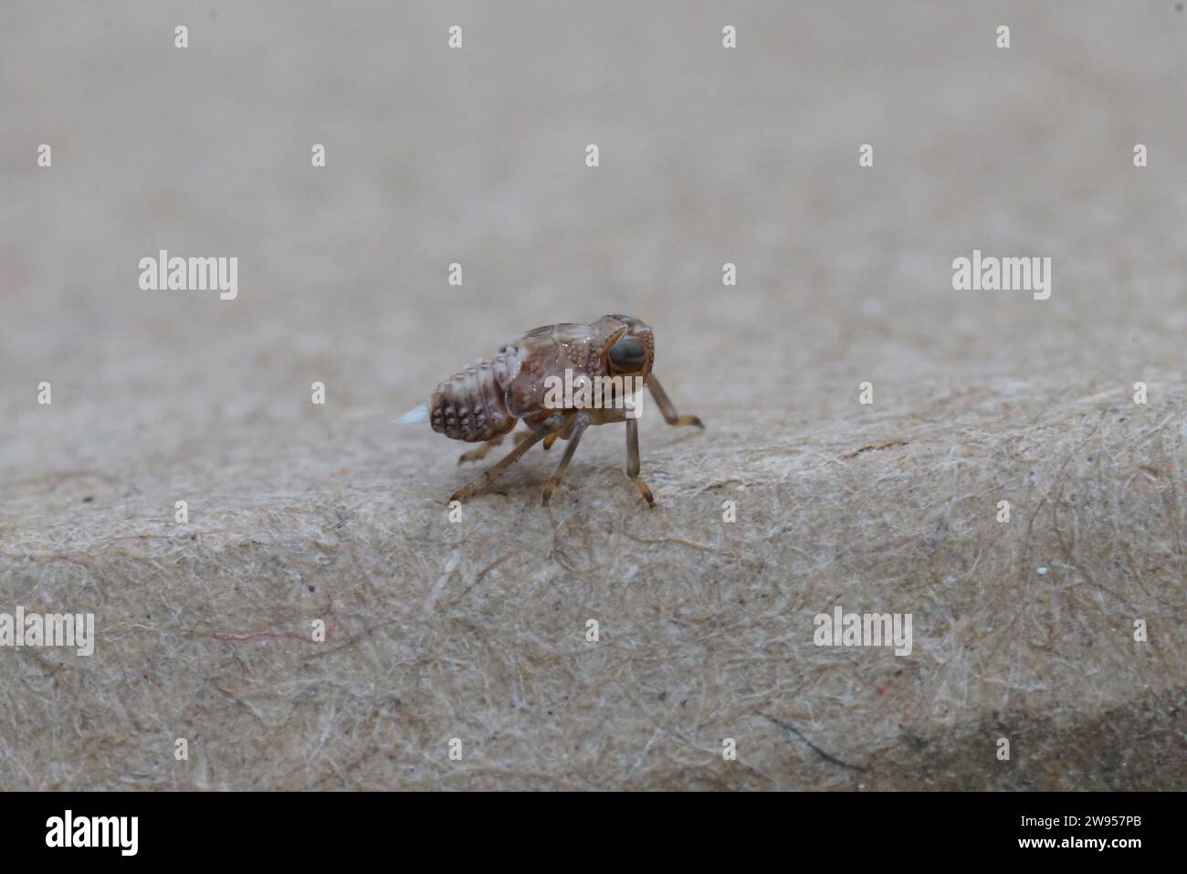 Instar of a tiny leafhopper hi-res stock photography and images - Alamy