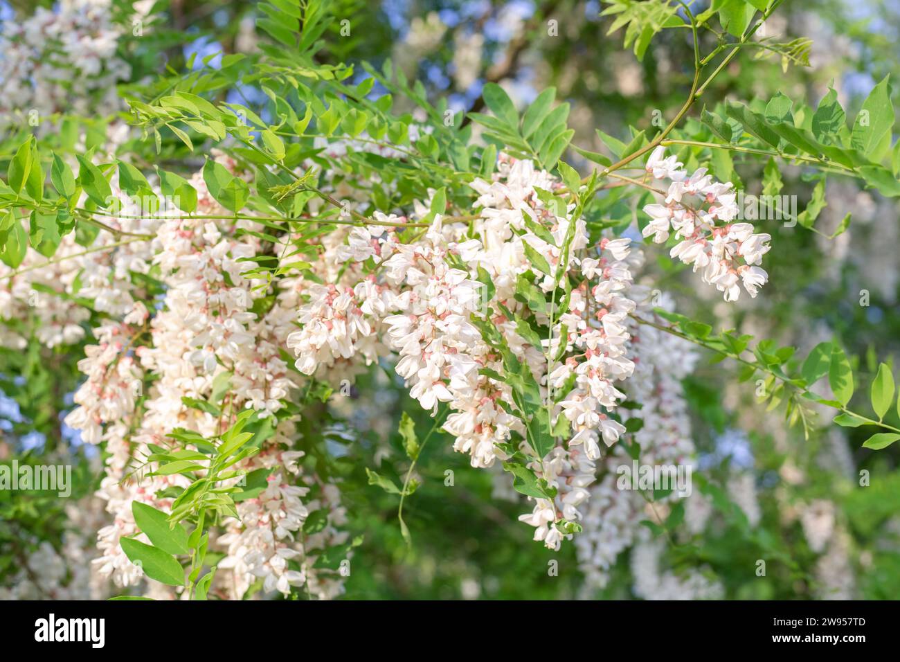 White spring fragrant acacia flowers on a tree in the garden Stock ...