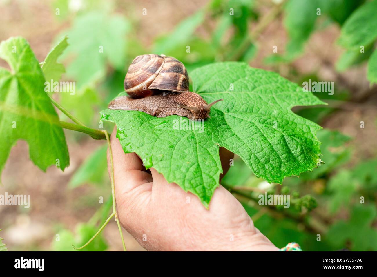 A grape snail crawls along a grape leaf on a vine. Garden pests Stock ...