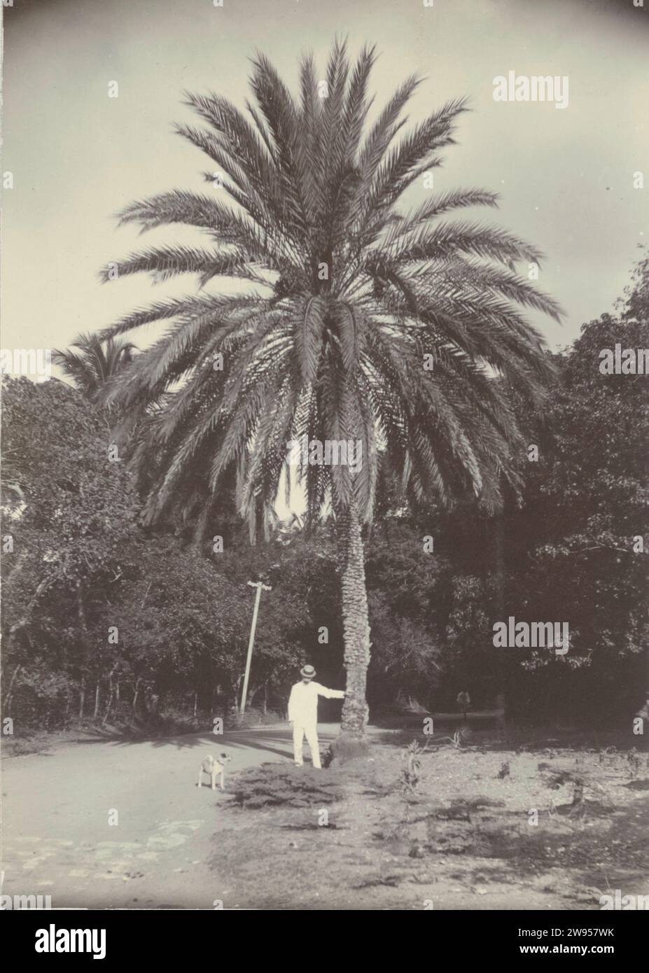Palmen, Andries Augustus Boom, 1910 photograph A man poses at a palm ...