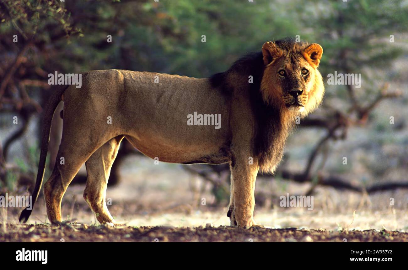 Black maned Lion Kalahari South Africa Stock Photo - Alamy