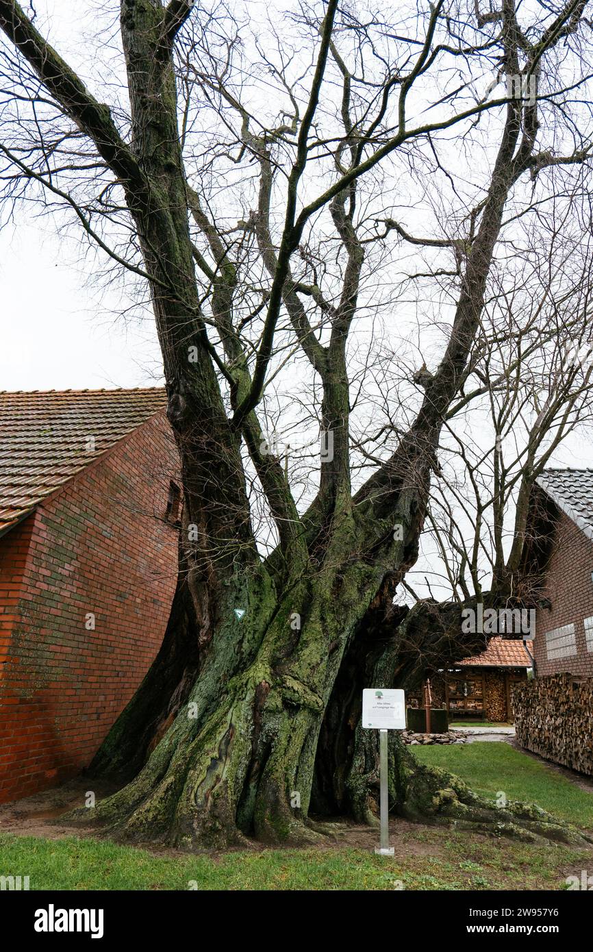 Protected old elm tree in Petershagen-Bierde, known as 'Alte Ulme auf ...