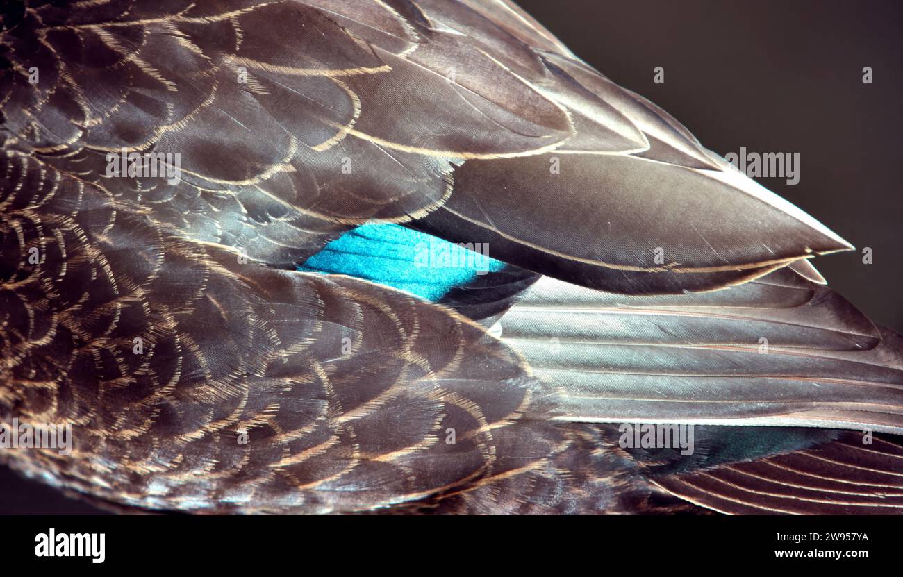 Blue wing plumage hi-res stock photography and images - Alamy