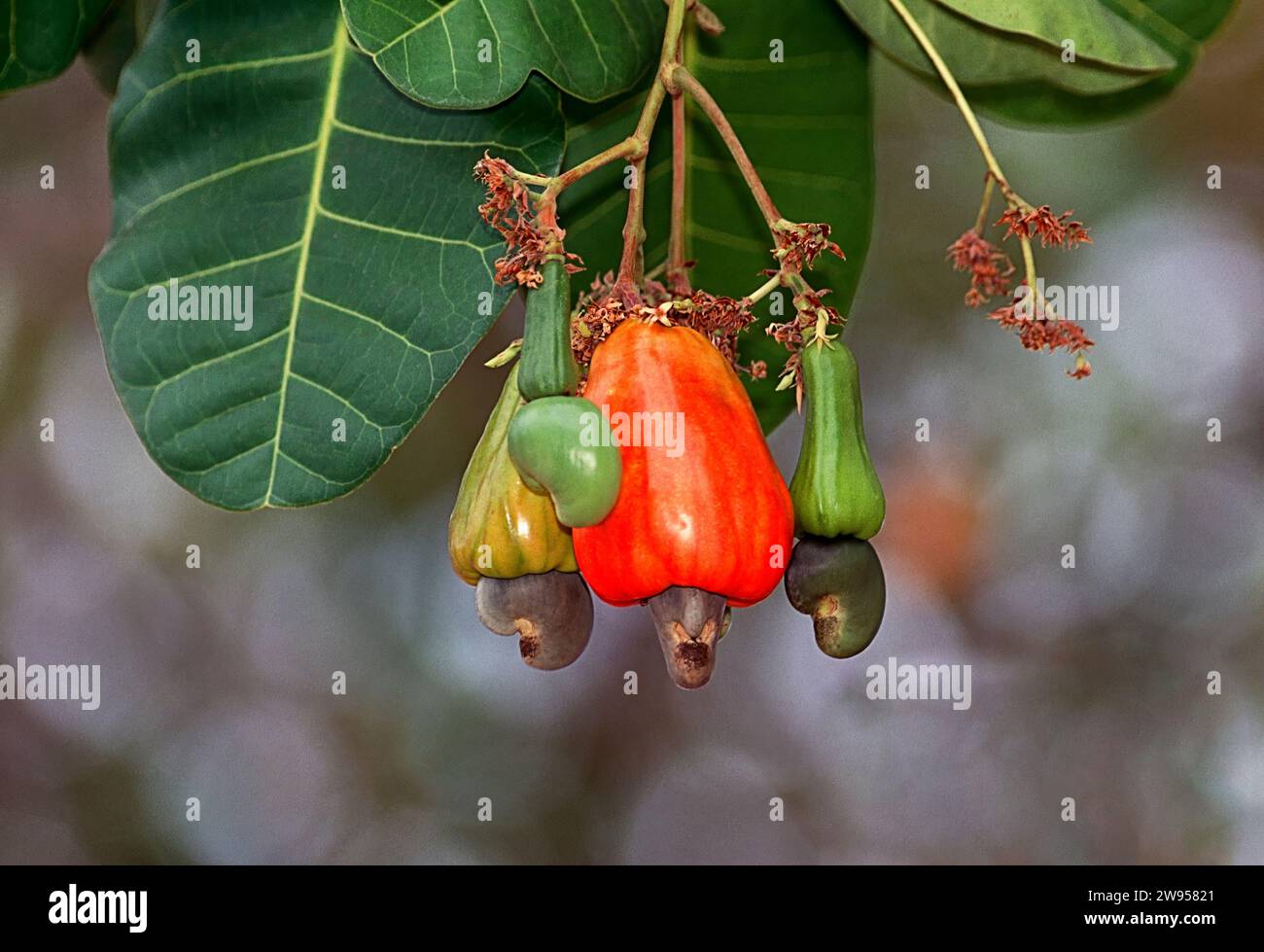 Cashew tree Anacardium occidentale ripe fruit and attached drupe which ...
