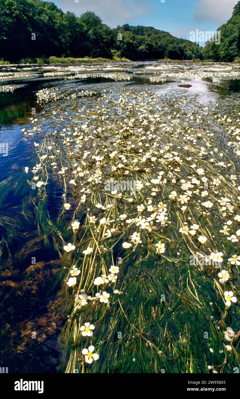Common Water Crowfoot Ranunculus Aquatilis overwhelming the River Wye ...