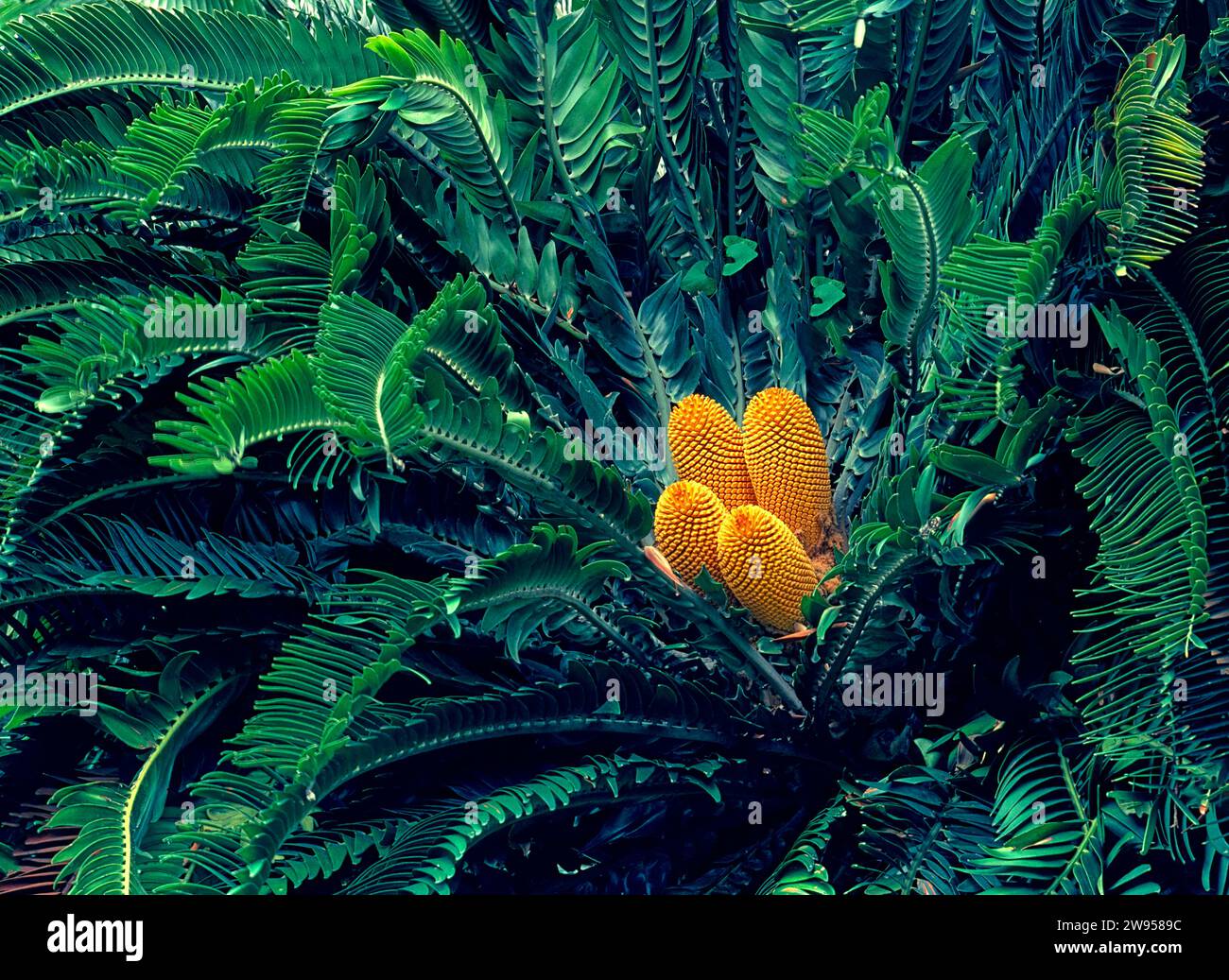 Cycad Natal South Africa showing orange cones Encephalartos Woodii ...