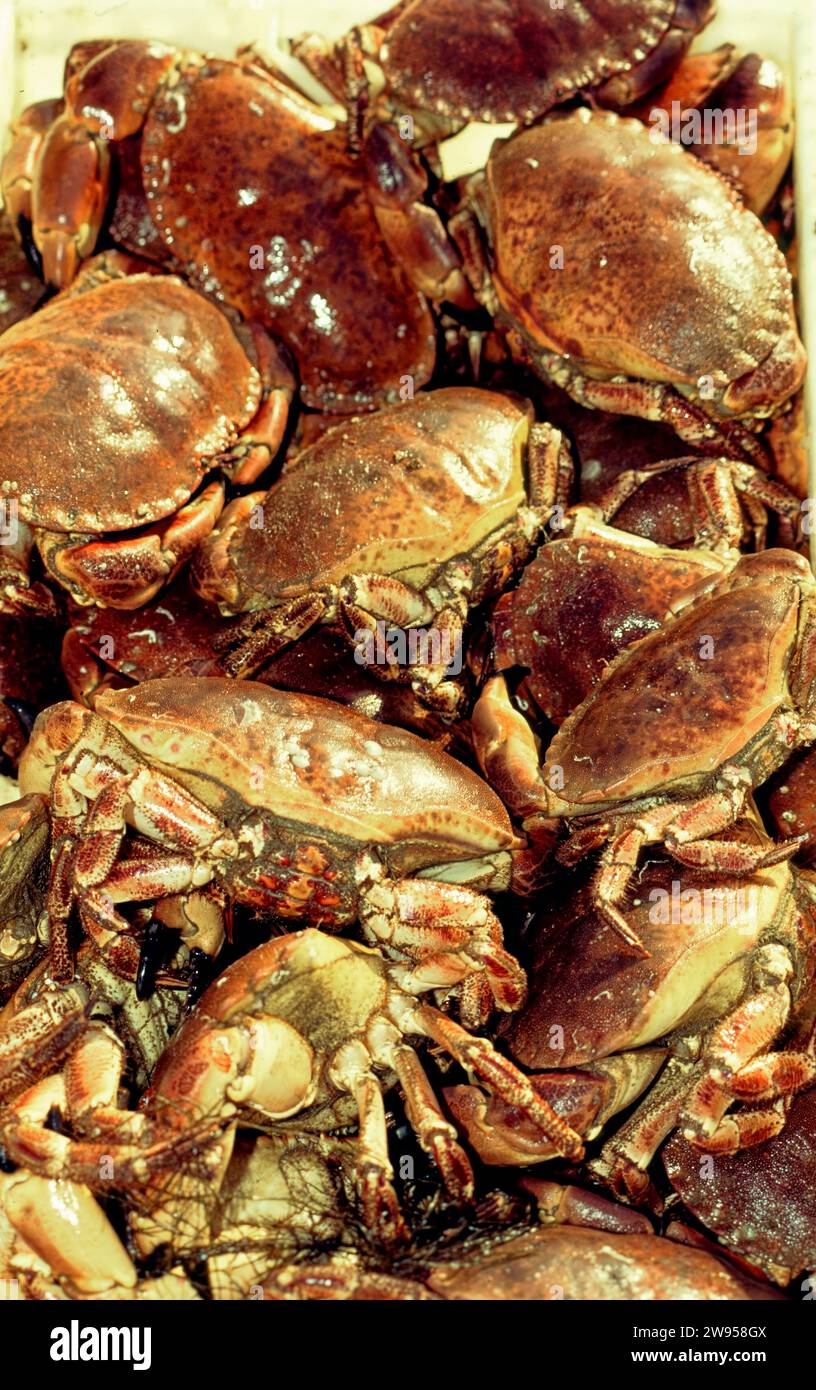 Crabbing scotland hi-res stock photography and images - Alamy