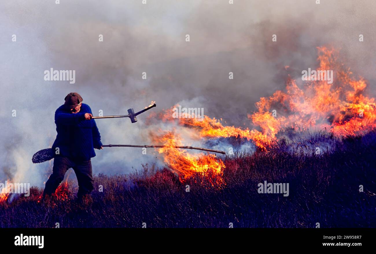Heather burning the traditional way in Scotland and smoke gets in your ...