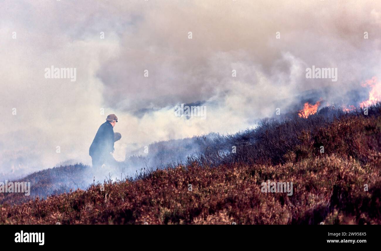 Heather burning the traditional way on an estate in Scotland Stock ...