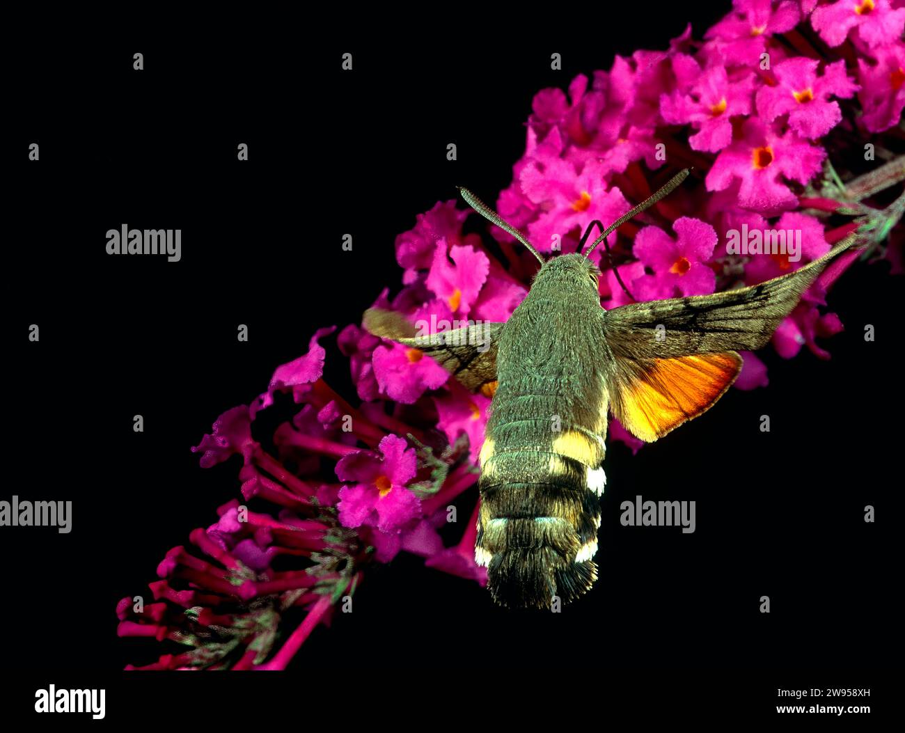Hummingbird Hawkmoth Macroglossum stellatarum flying over Buddleia ...