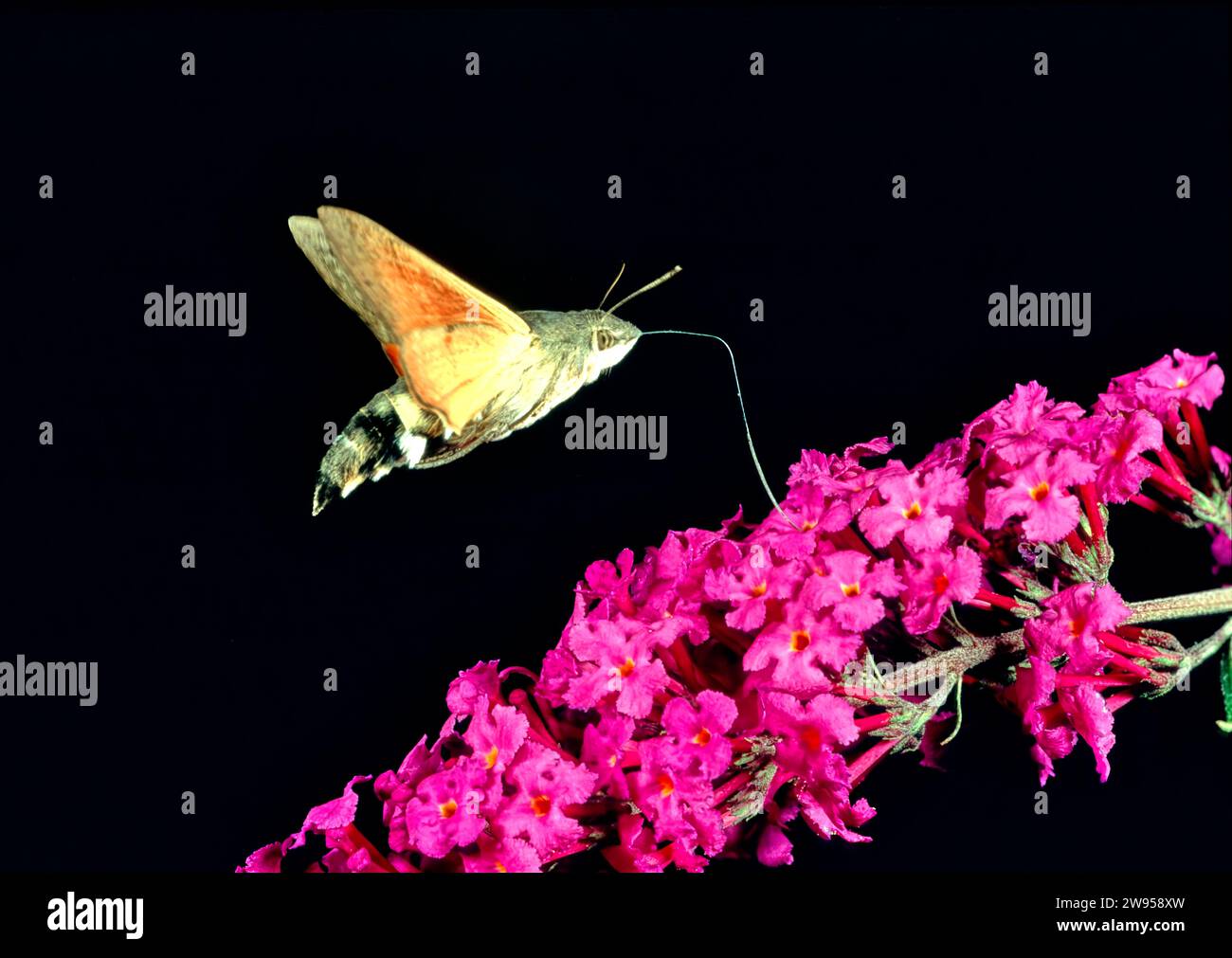 Hummingbird Hawkmoth Macroglossum stellatarum on the wing and feeding ...