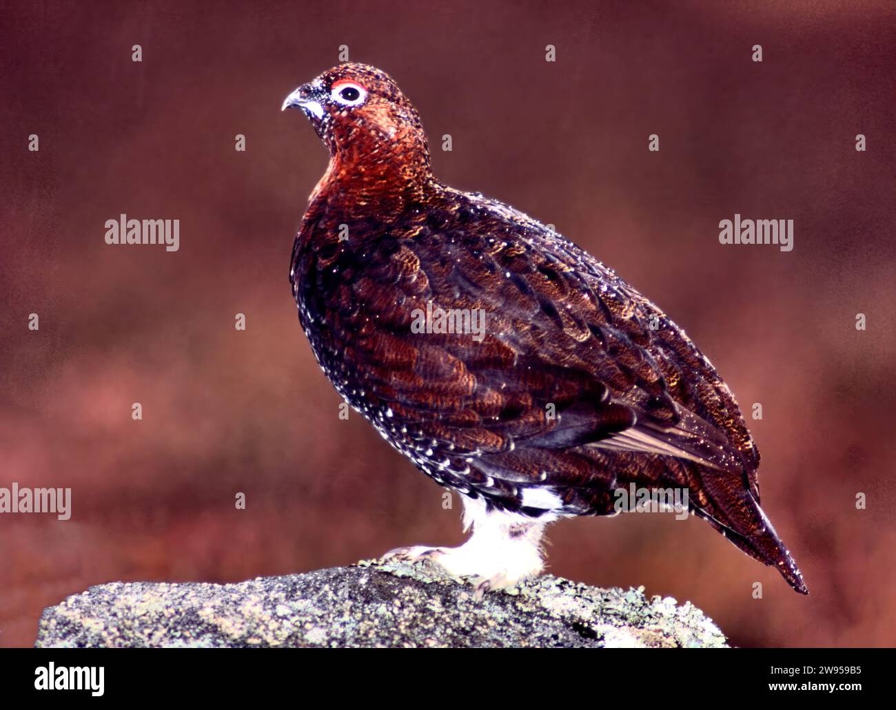 Red Grouse Lagopus lagopus scotica in the rain Cairngorm National Park ...