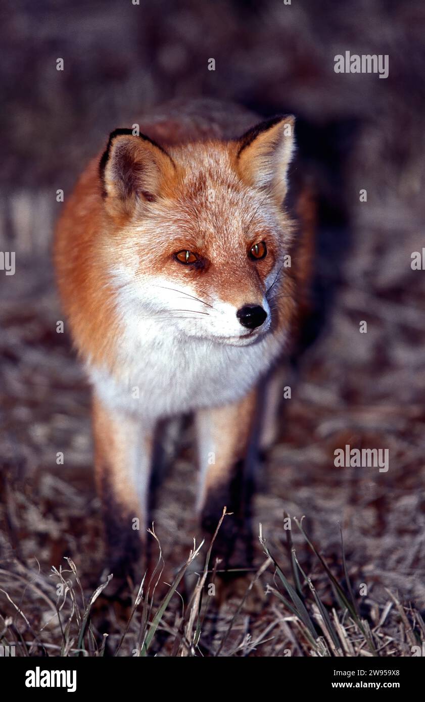 Vulpes red fox northern hi-res stock photography and images - Alamy