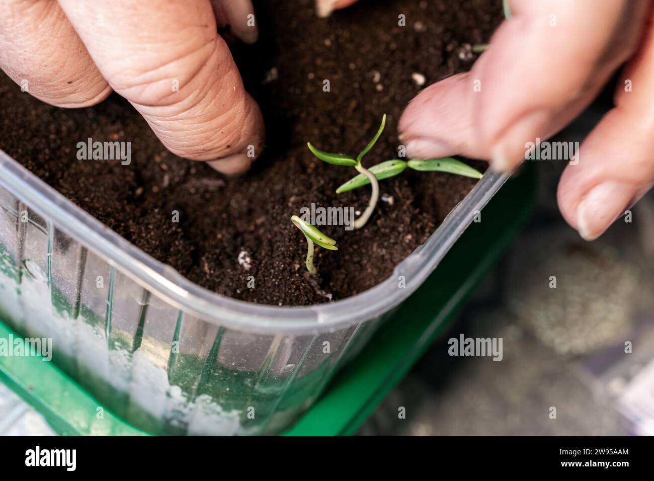 Hands of a farmer planting seedlings germinated from seeds in the ...