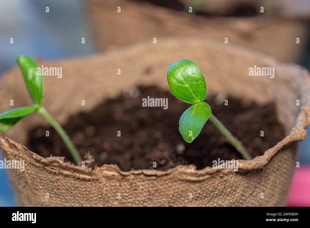 Zucchini seeding is transplanted into the ground after germination from ...