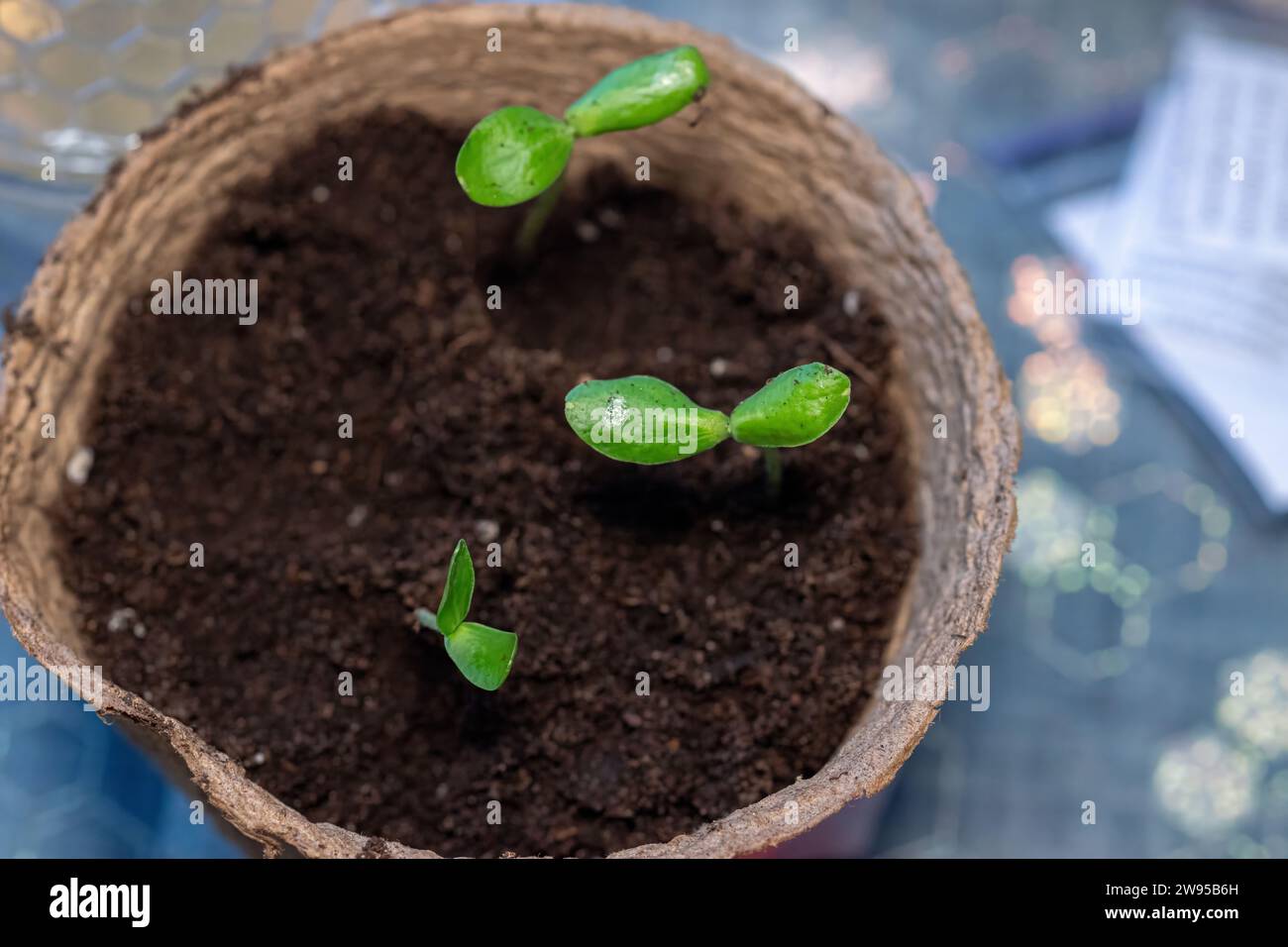 Zucchini seeding is transplanted into the ground after germination from ...