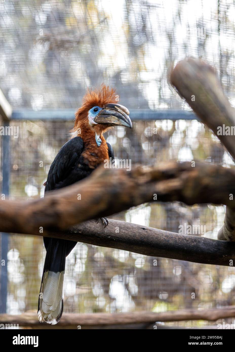 Majestic Black Casqued Hornbill, Ceratogymna atrata, adorns African ...