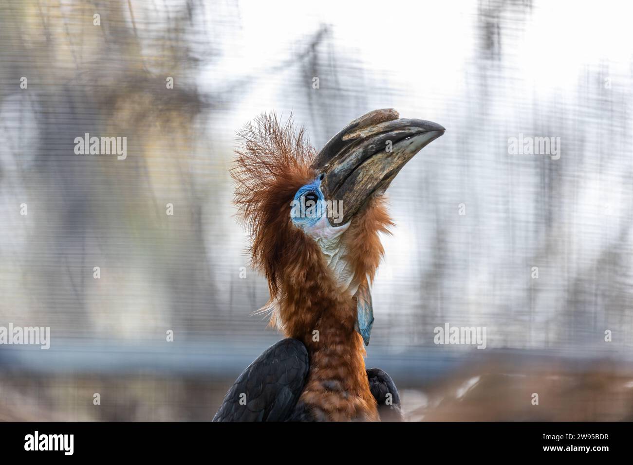 Majestic Black Casqued Hornbill, Ceratogymna atrata, adorns African ...