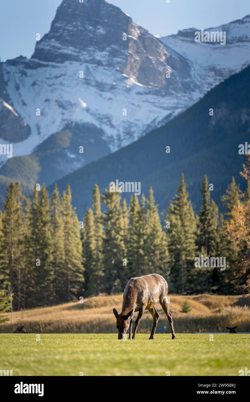 Female Elk ( Wapiti ) foraging on the grassland. Snow capped mountains ...