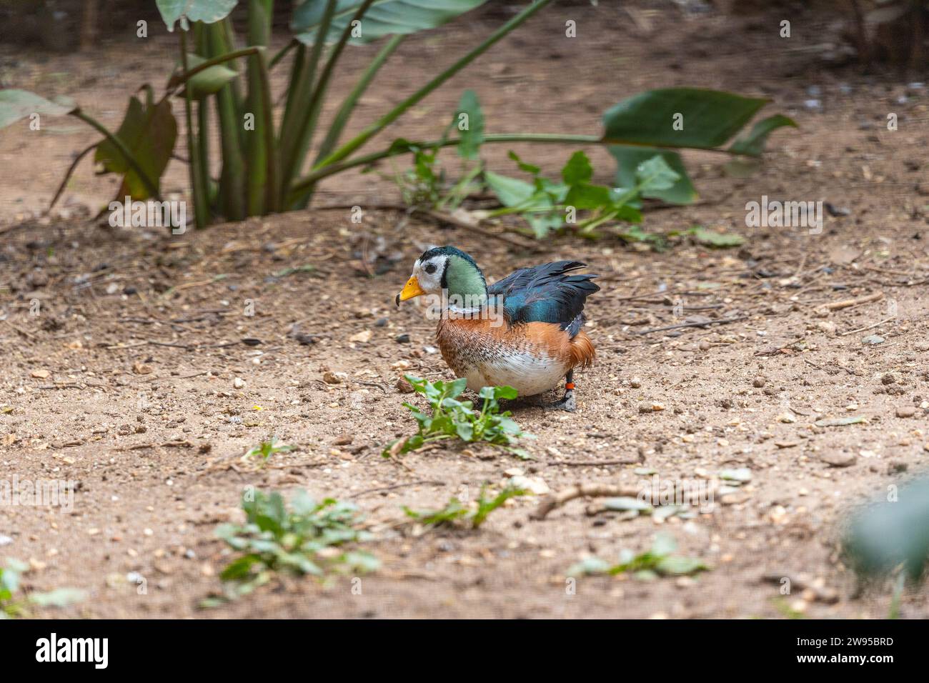 Elegant African Pygmy Goose, Nettapus auritus, graces wetlands with its ...