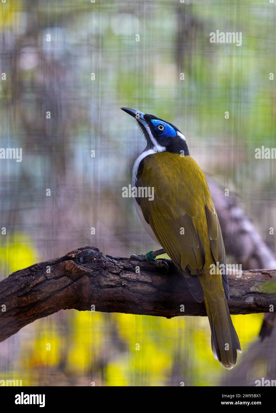 Vibrant Blue-faced Honeyeater, Entomyzon cyanotis, graces Australian ... Vibrant Blue-faced Honeyeater, Entomyzon cyanotis, graces Australian ...