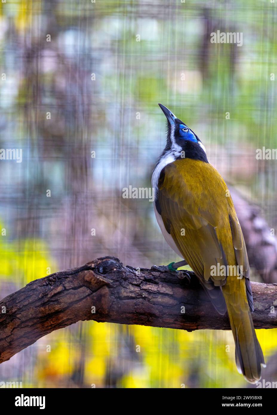 Vibrant Blue-faced Honeyeater, Entomyzon cyanotis, graces Australian ...