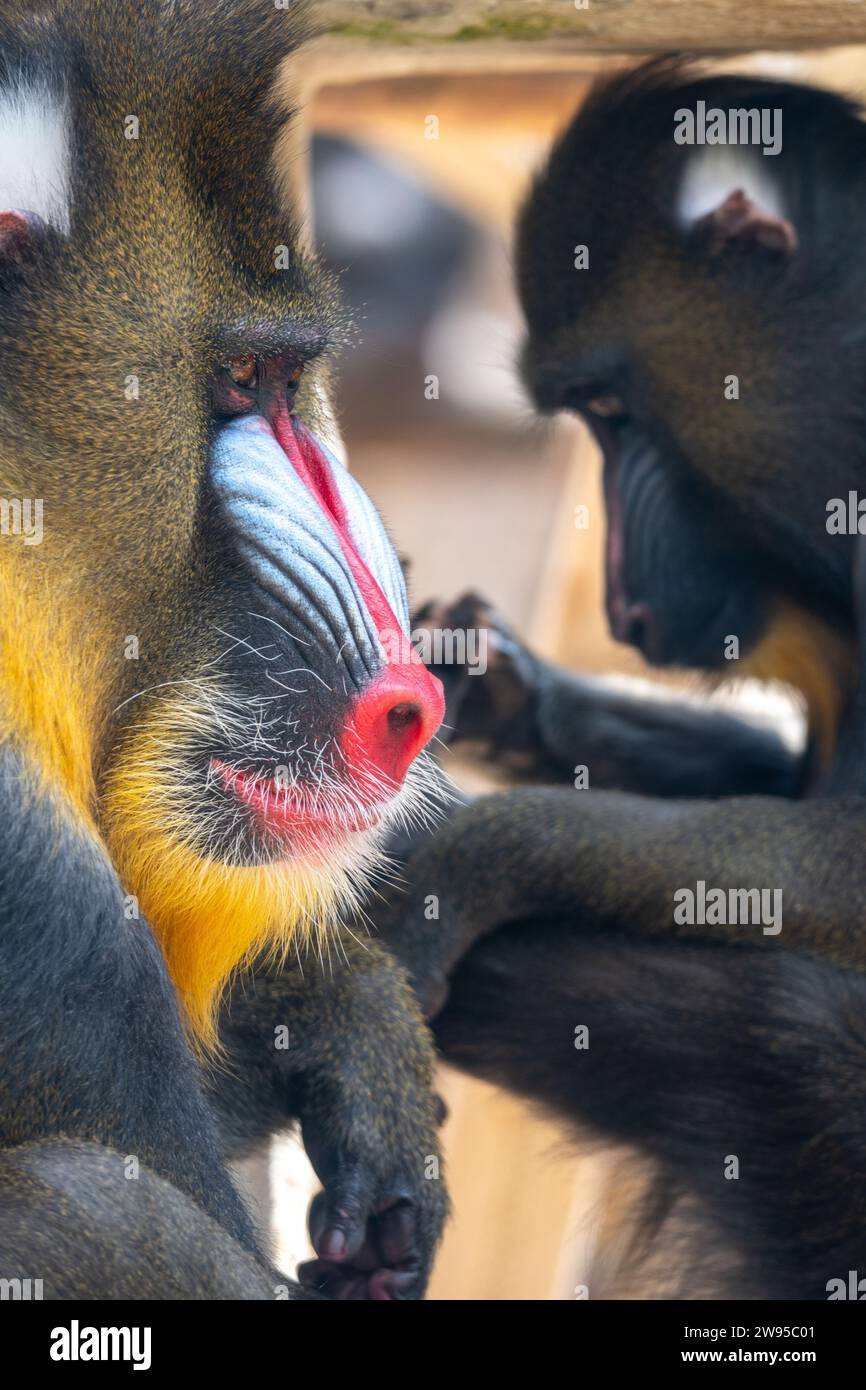 Majestic mandrill head with distinctive features against black backdrop ...