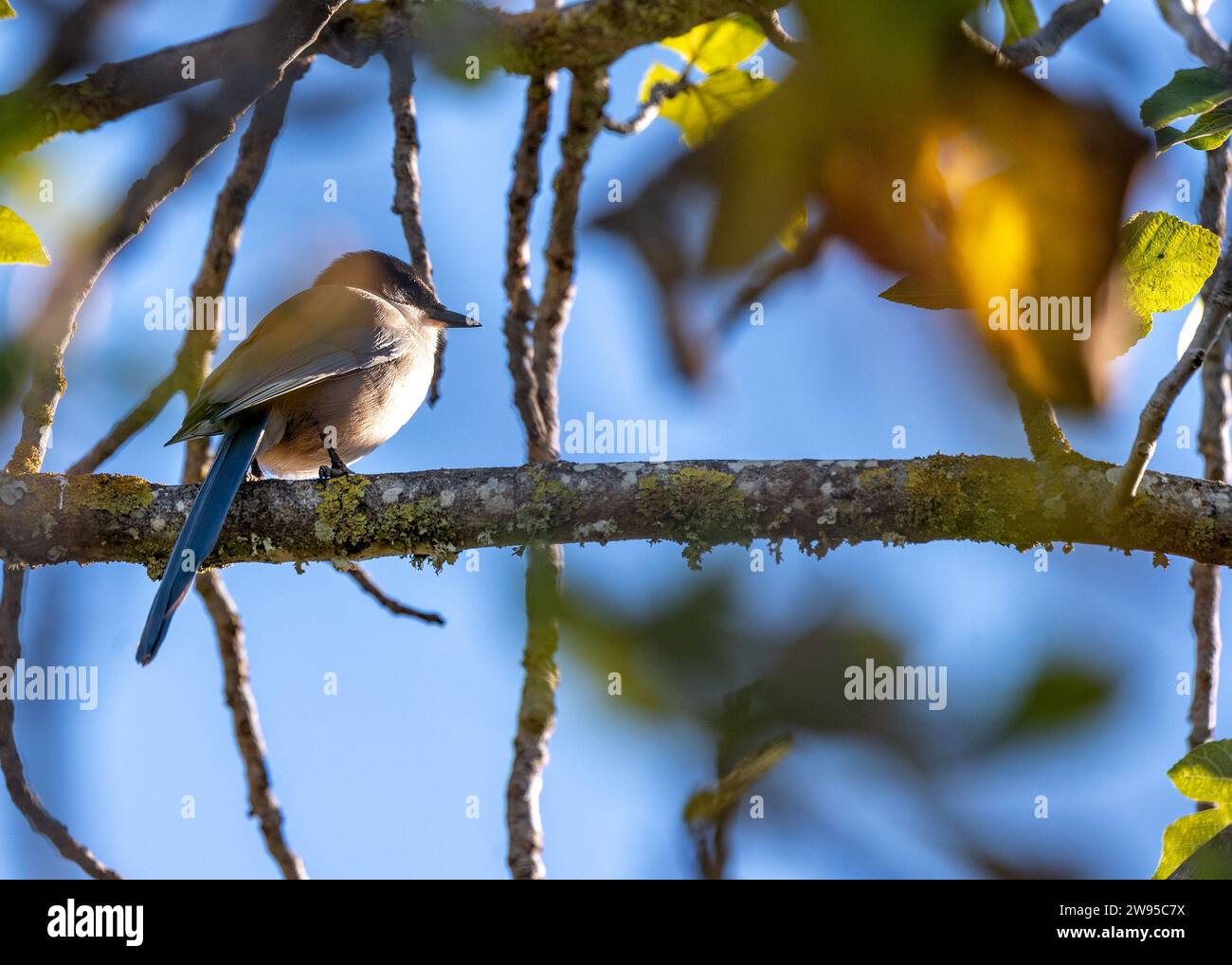 Elegant Azure-winged Magpie, Cyanopica cyanus, graces European ... Elegant Azure-winged Magpie, Cyanopica cyanus, graces European ...