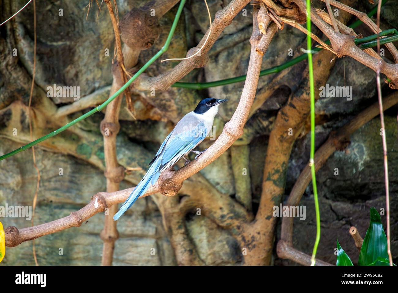 Elegant Azure-winged Magpie, Cyanopica cyanus, graces European ... Elegant Azure-winged Magpie, Cyanopica cyanus, graces European ...