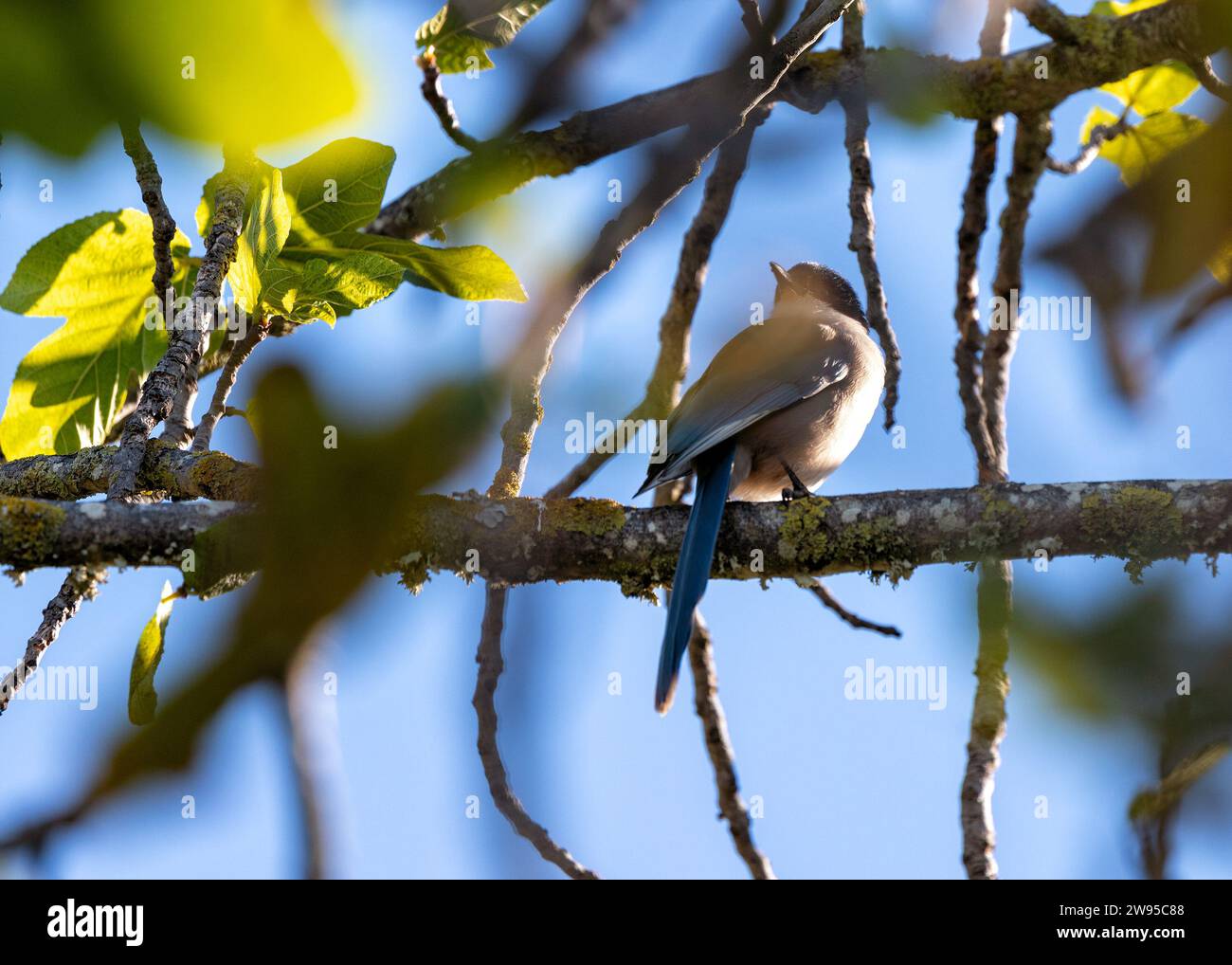 Elegant Azure-winged Magpie, Cyanopica cyanus, graces European ...