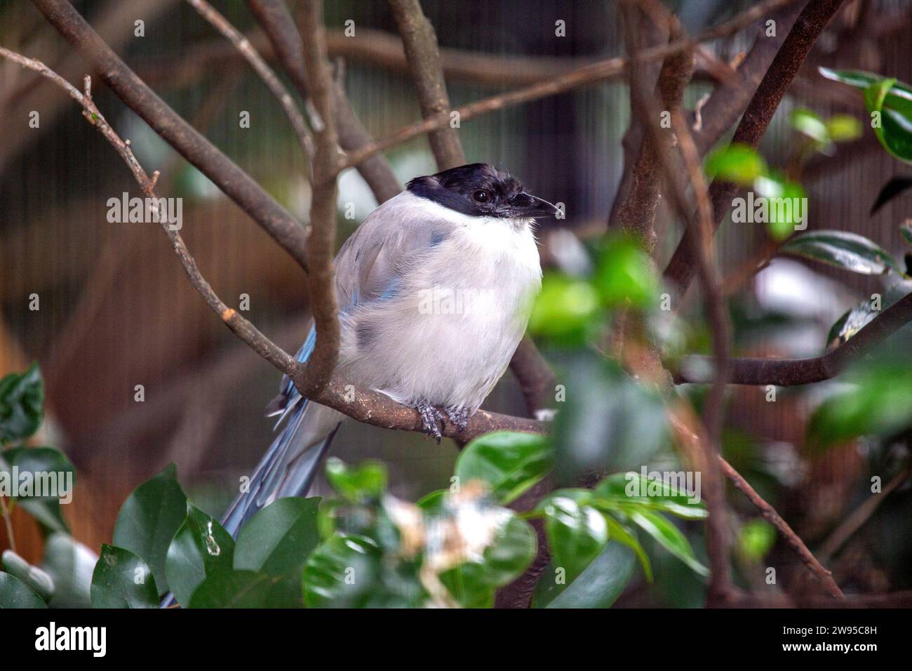 Elegant Azure-winged Magpie, Cyanopica cyanus, graces European ...