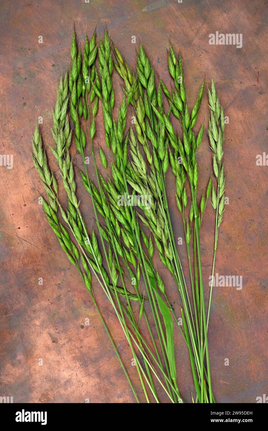 Feed on grass seeds hi-res stock photography and images - Alamy