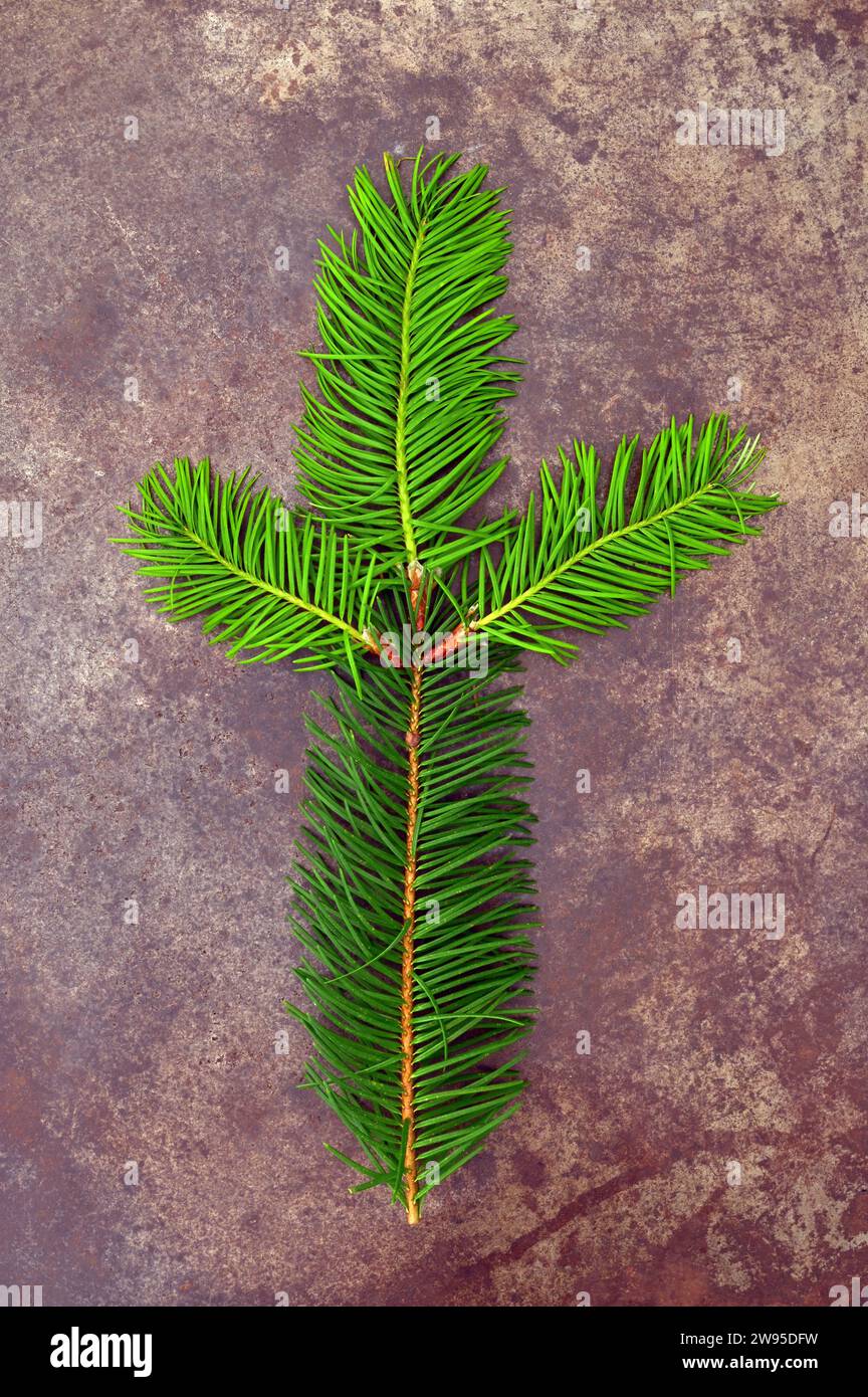 Spray of fresh green spring Douglas fir or Oregon pine or Pseudotsuga ...