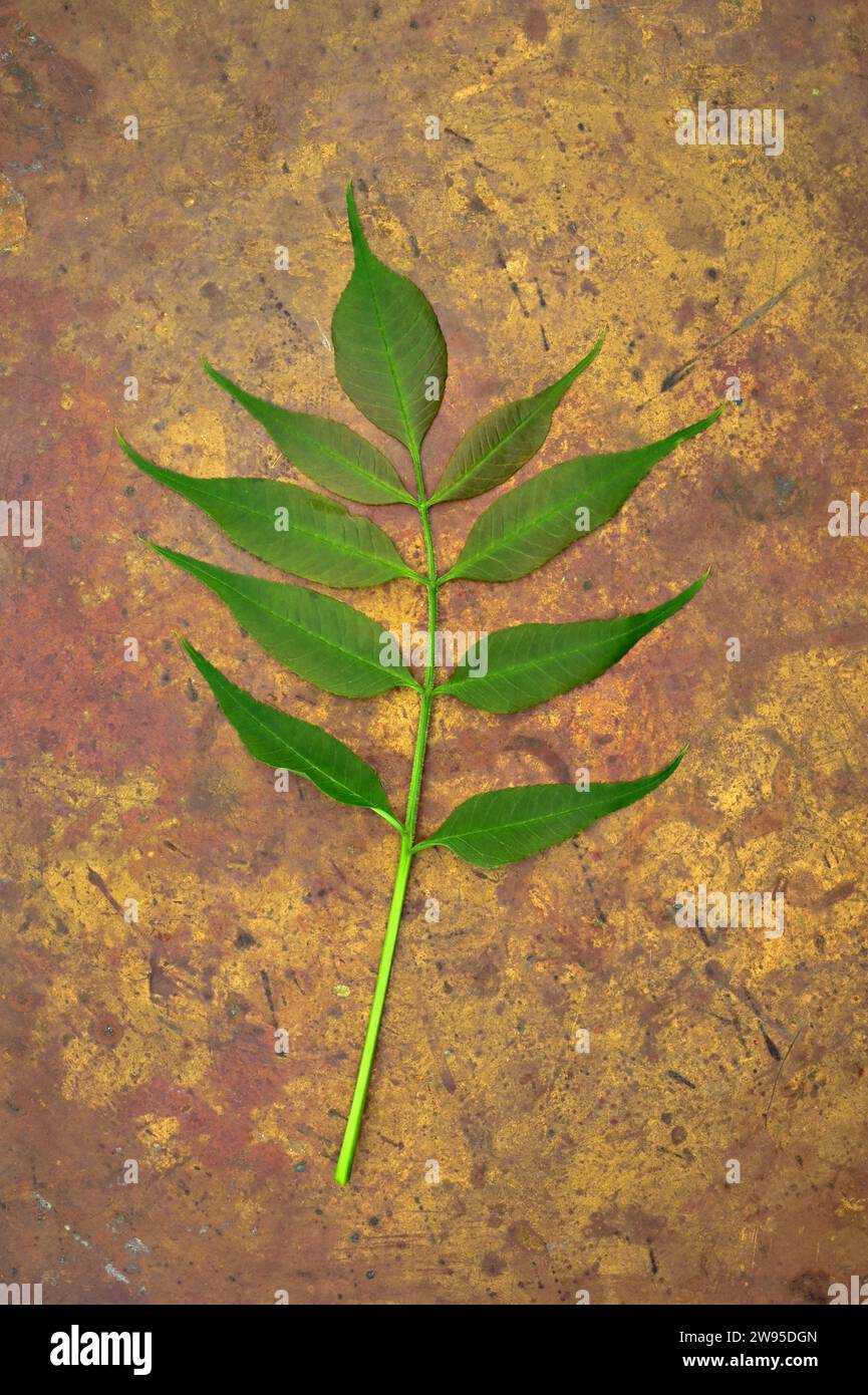 Single fresh green leaf with nine leaflets of Common ash or Fraxinus ...