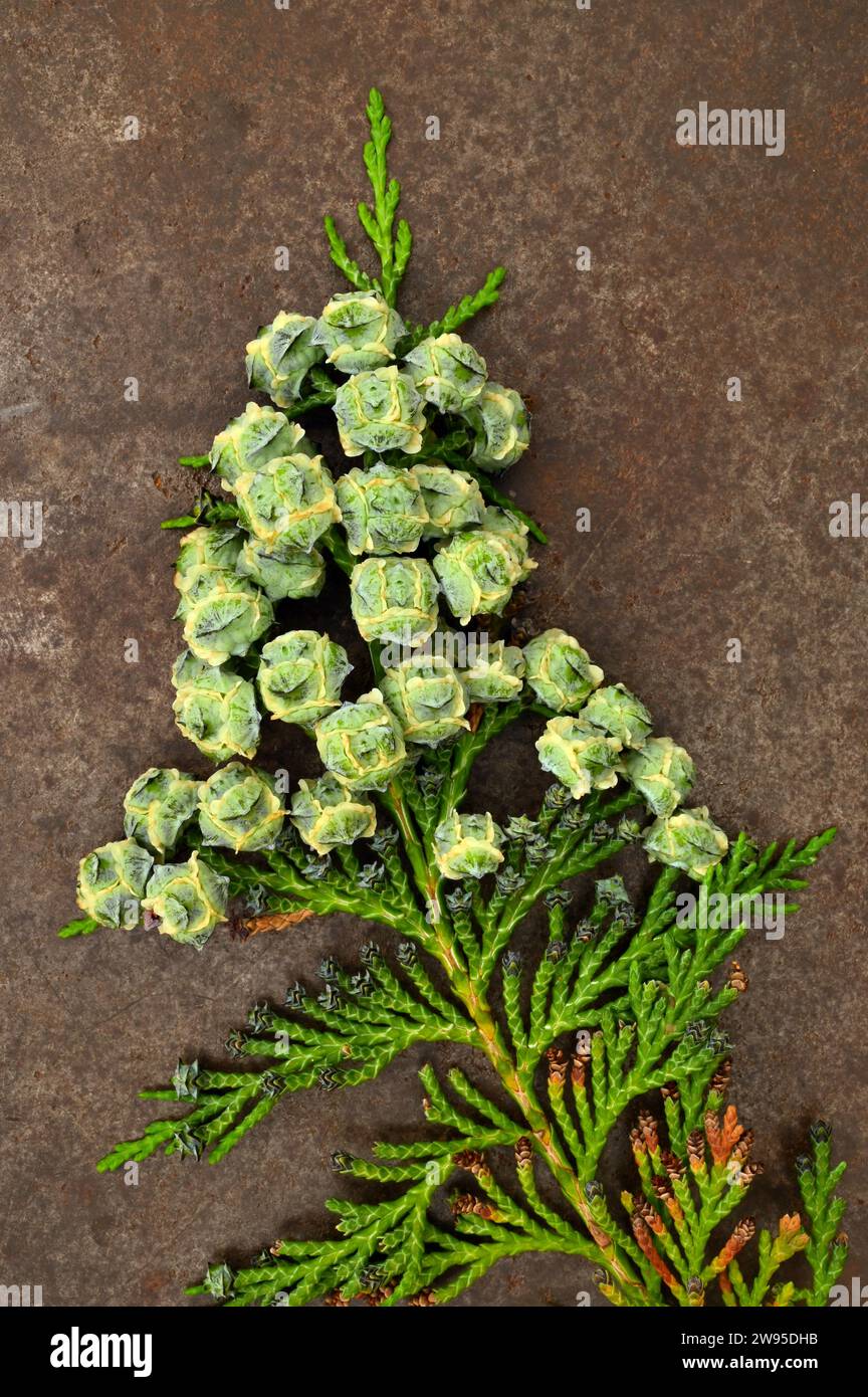 Spray of green Lawson cypress or Chamaecyparisi lawsoniana tree with ...