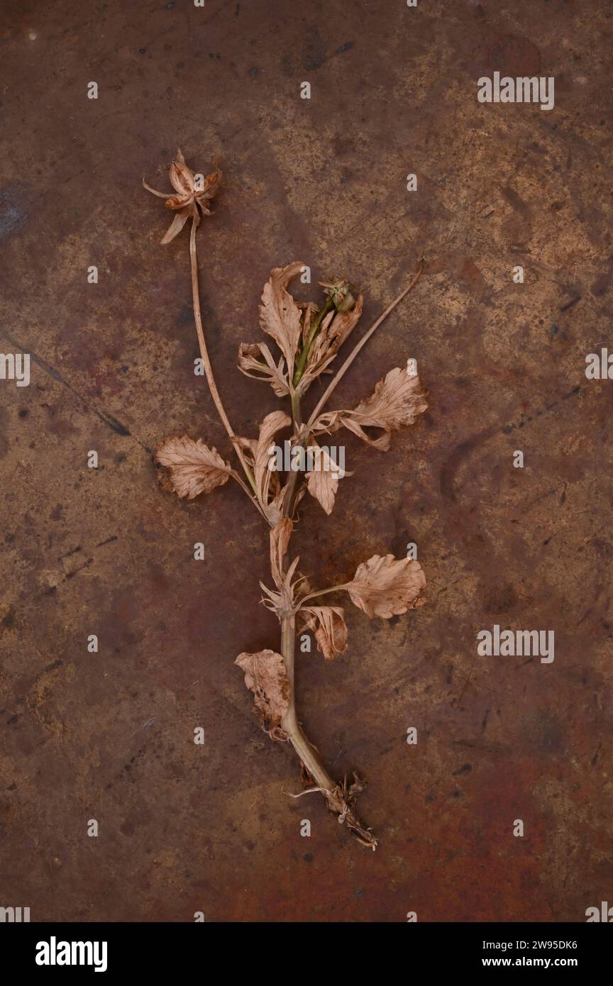 Dead brown plant of Pansy of Viola tricolor with dried seedheads leaves ...