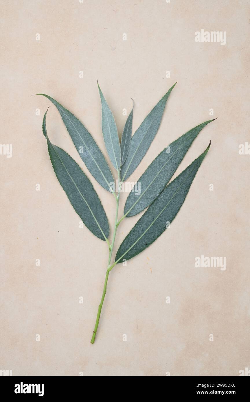 Stem of silver and dark green leaves of Crack willow or Salix fragilis ...